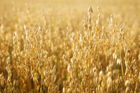 Stockist of Spring & Winter Oat Certified Seeds - RED MILLS Agri
